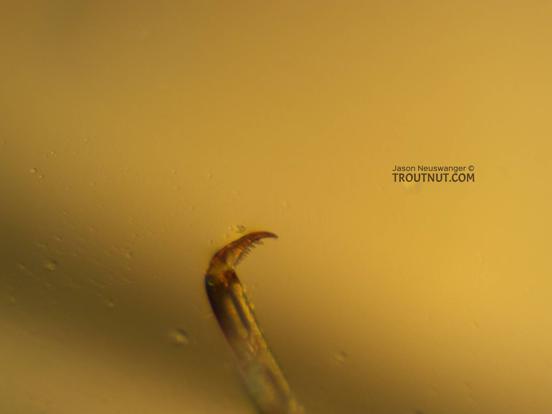 Baetis tricaudatus (Blue-Winged Olive) Mayfly Nymph Pictures