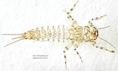 Leptophlebia cupida (Black Quill) Mayfly Nymph Pictures
