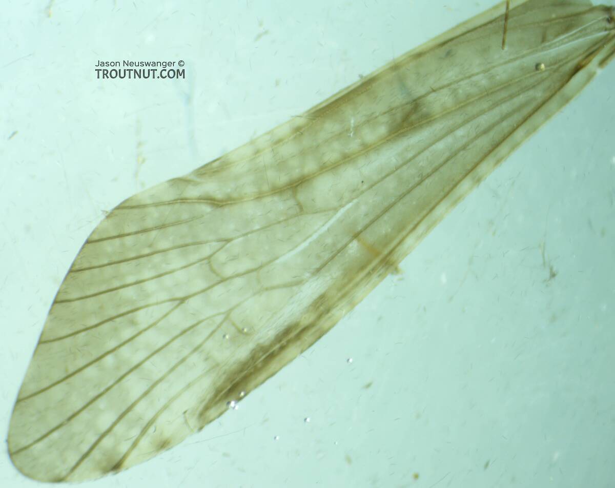 Male Hydropsyche (Spotted Sedge) Caddisfly Adult Pictures