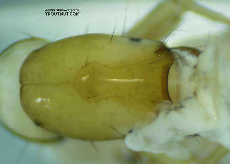 Dolophilodes (Medium Evening Sedge) Caddisfly Larva Pictures
