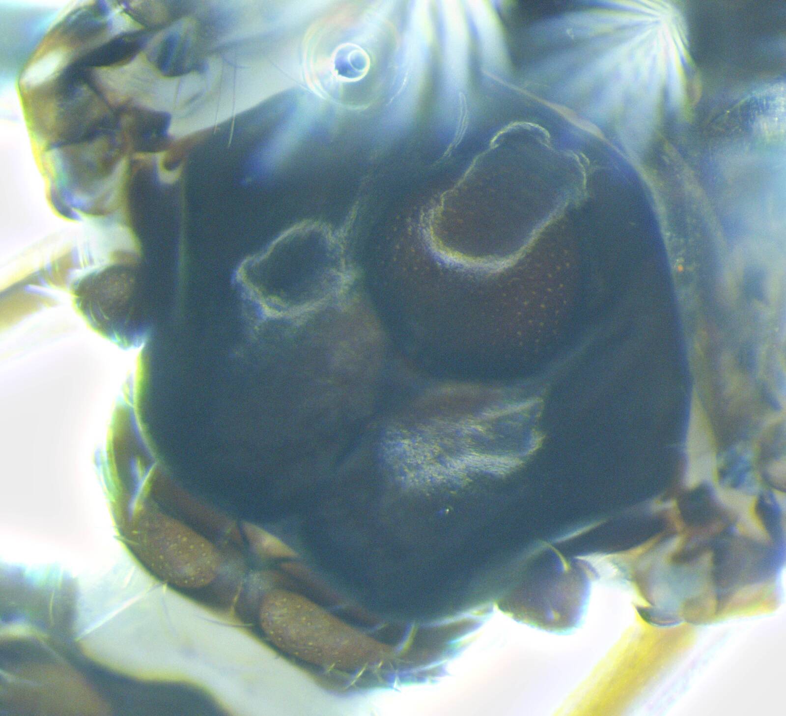 Male Cheumatopsyche (Little Sister Sedge) Caddisfly Adult Pictures