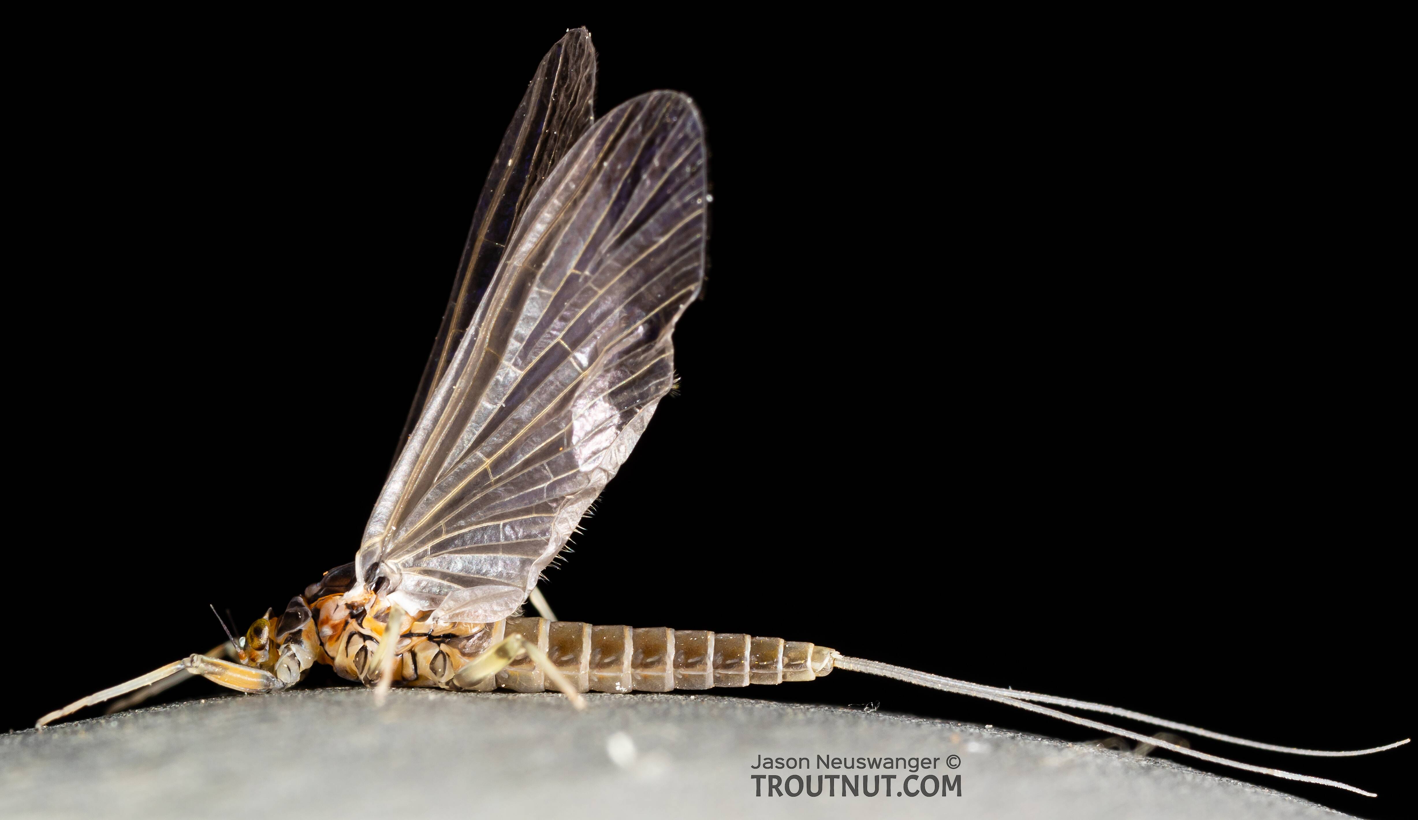 Mayfly Genus Baetis (Blue-Winged Olives)