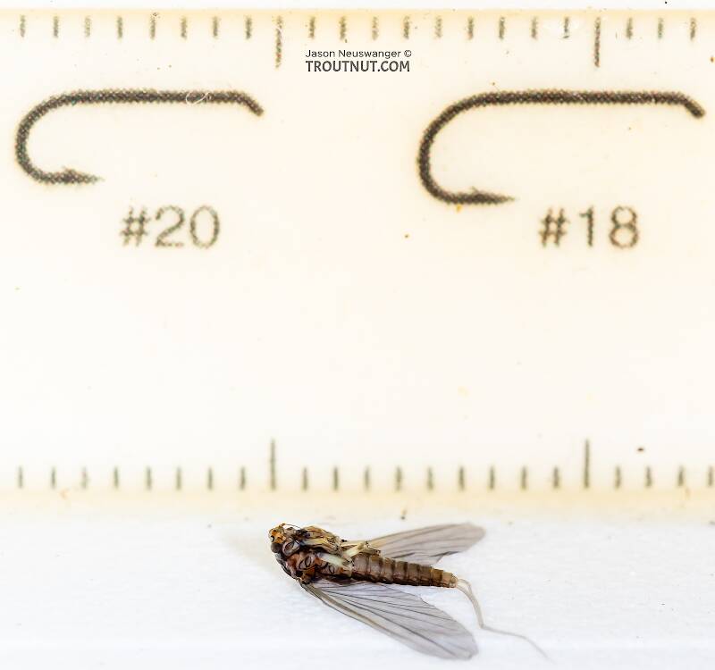 Female Baetis tricaudatus (Blue-Winged Olive) Mayfly Dun Pictures