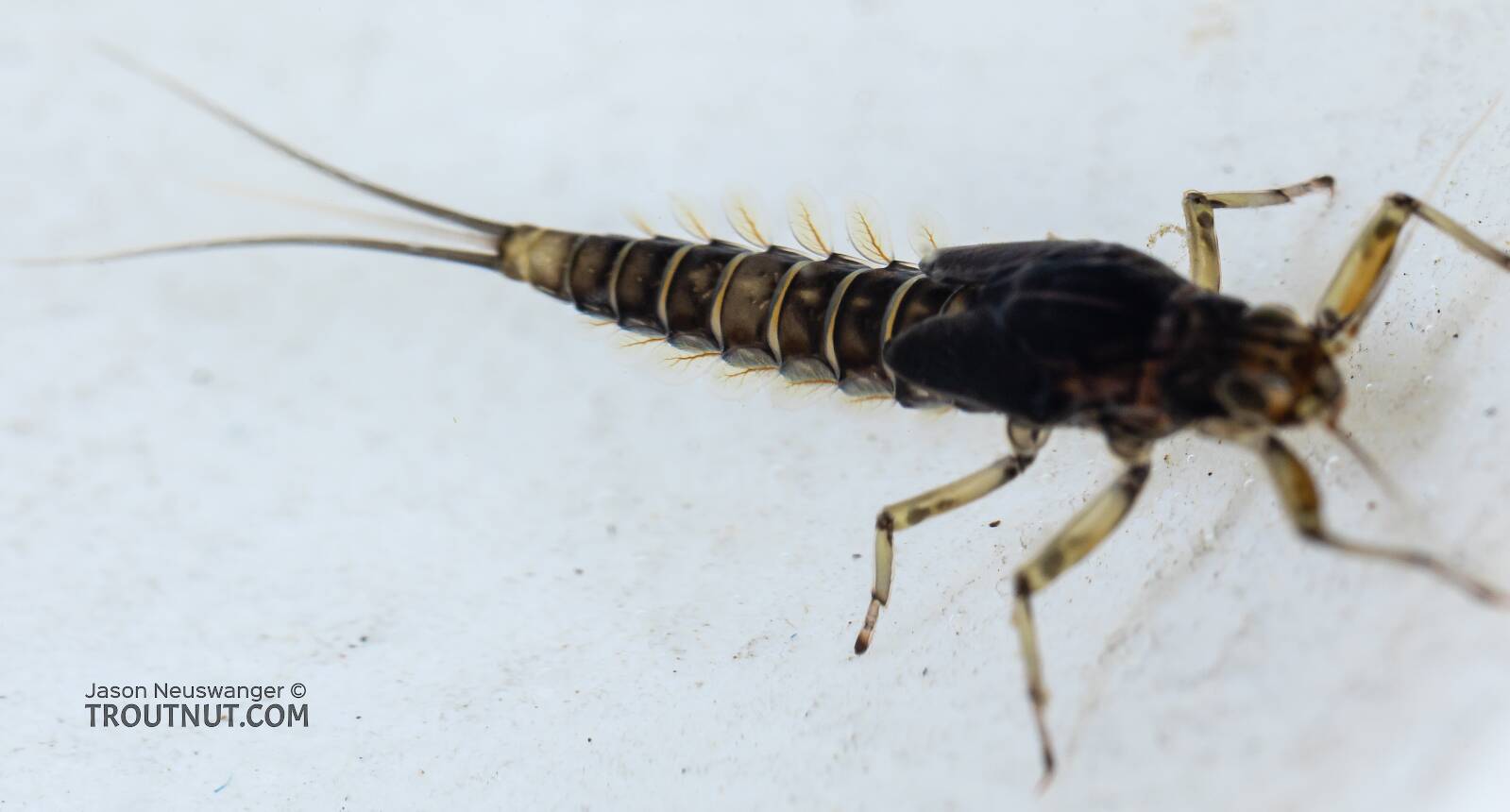 Identification: Easy Angler's Key to Common Mayfly Nymphs