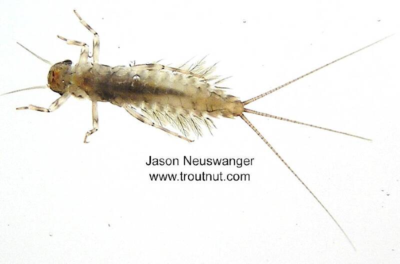 Leptophlebia cupida (Black Quill) Mayfly Nymph Pictures