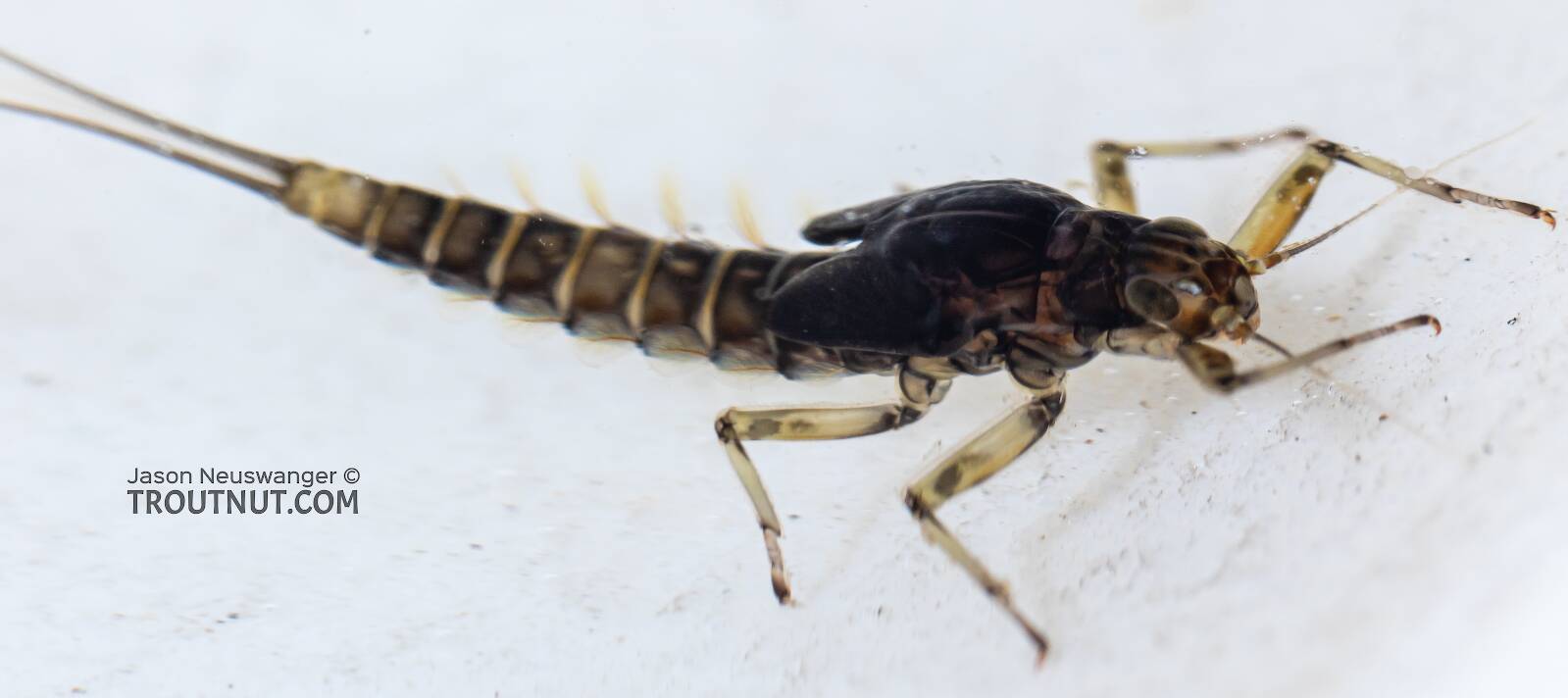 Female Baetis tricaudatus (Blue-Winged Olive) Mayfly Nymph Pictures