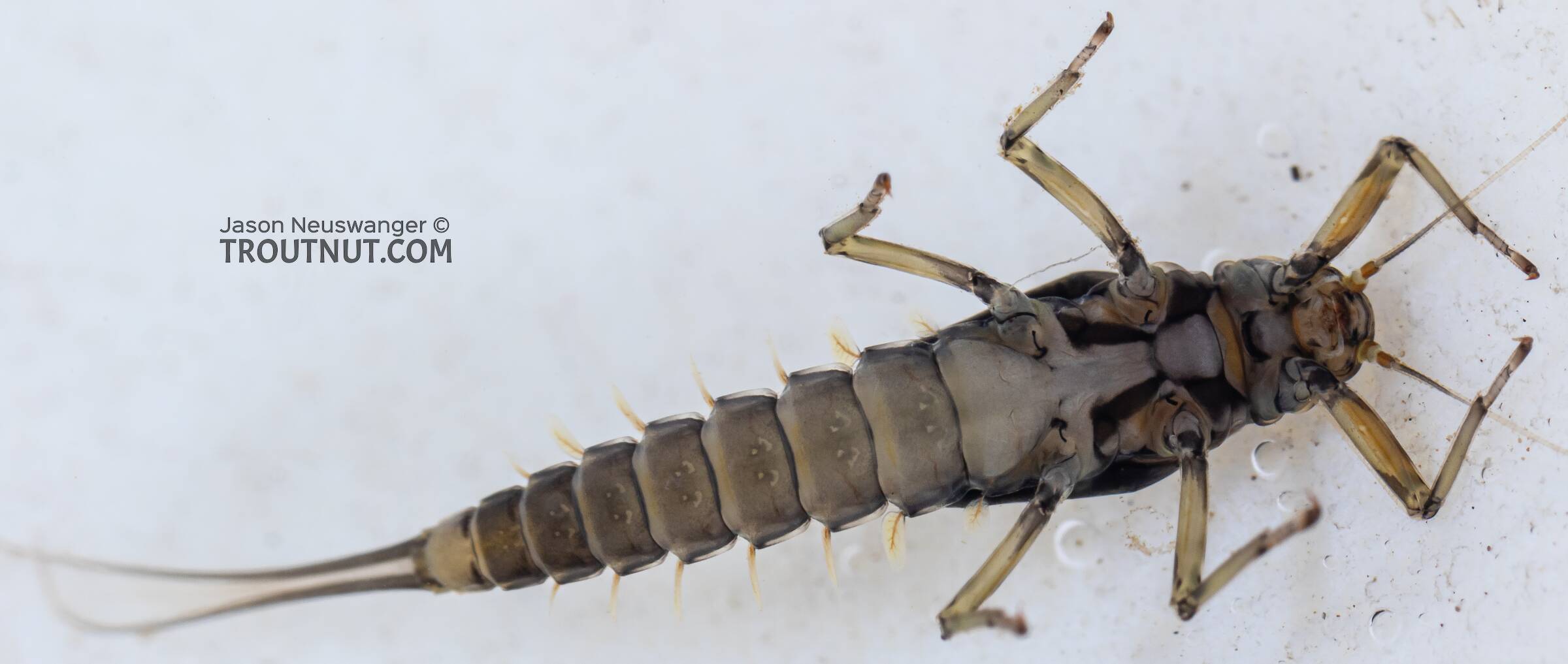 Female Baetis tricaudatus (Blue-Winged Olive) Mayfly Nymph Pictures