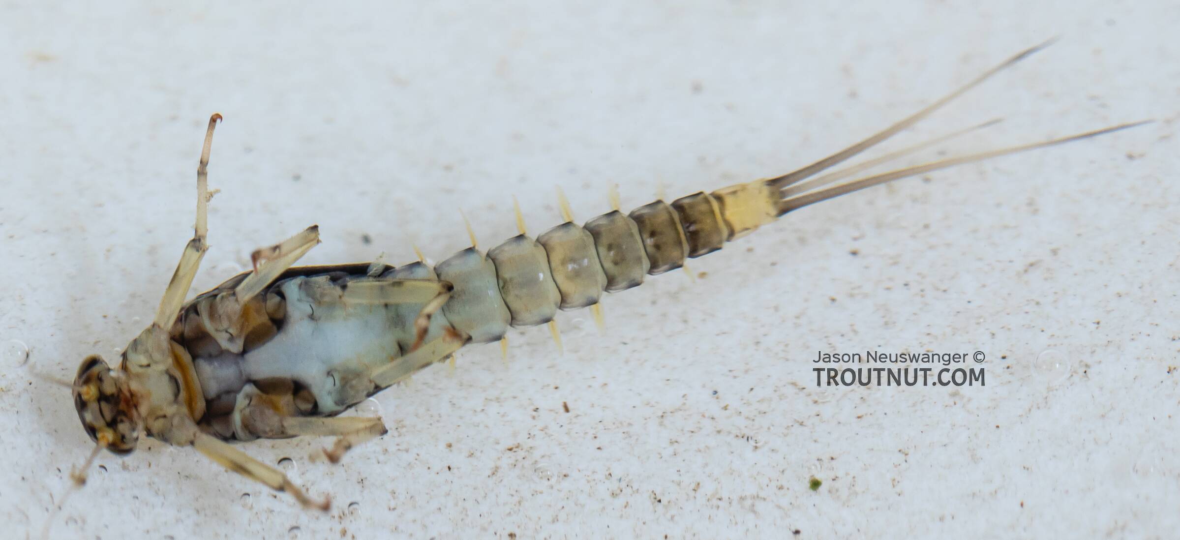 Male Baetis tricaudatus (Blue-Winged Olive) Mayfly Nymph Pictures