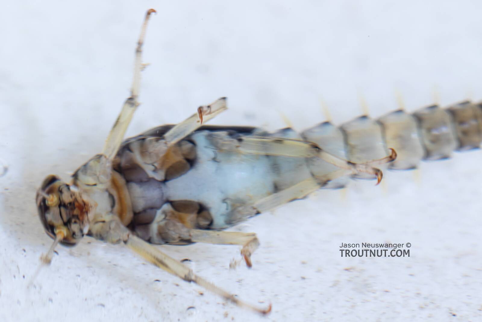 Male Baetis tricaudatus (Blue-Winged Olive) Mayfly Nymph Pictures