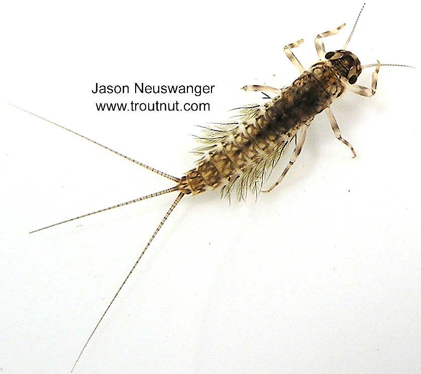 Leptophlebia cupida (Black Quill) Mayfly Nymph Pictures