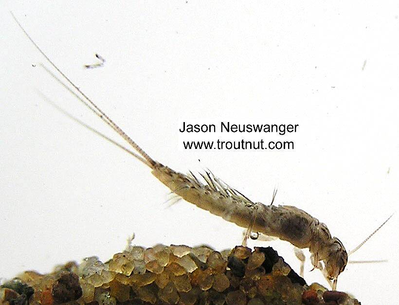 Leptophlebia cupida (Black Quill) Mayfly Nymph Pictures