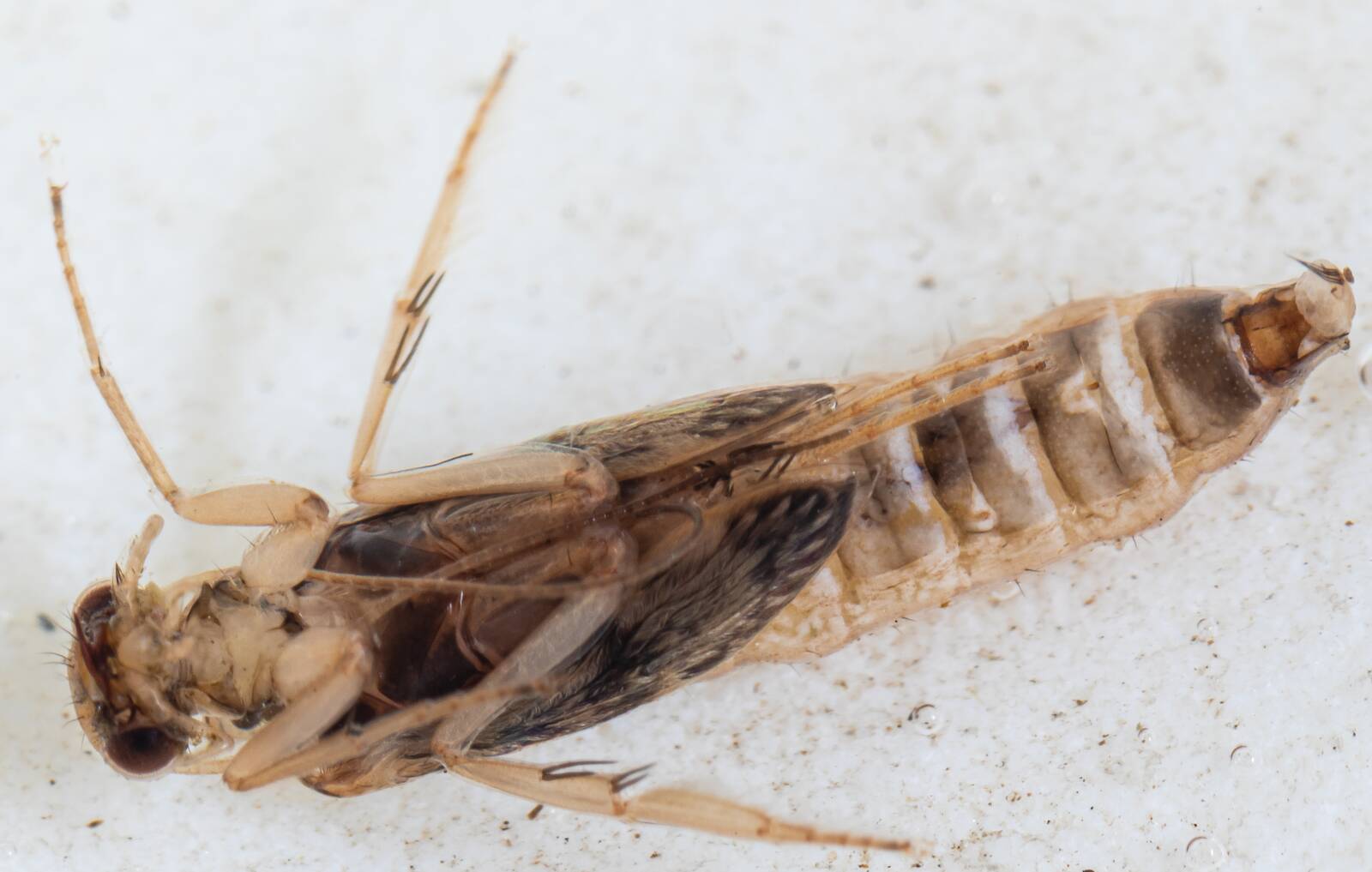 Helicopsyche borealis (Speckled Peter) Caddisfly Pupa Pictures