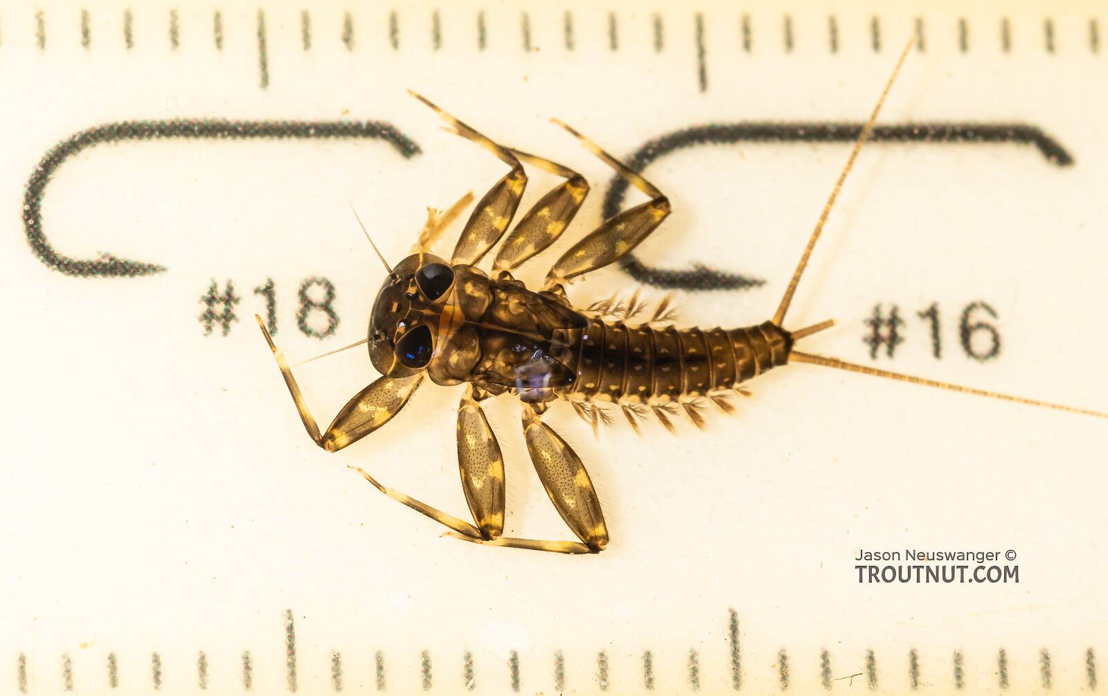 Heptagenia pulla (Golden Dun) Mayfly Nymph Pictures