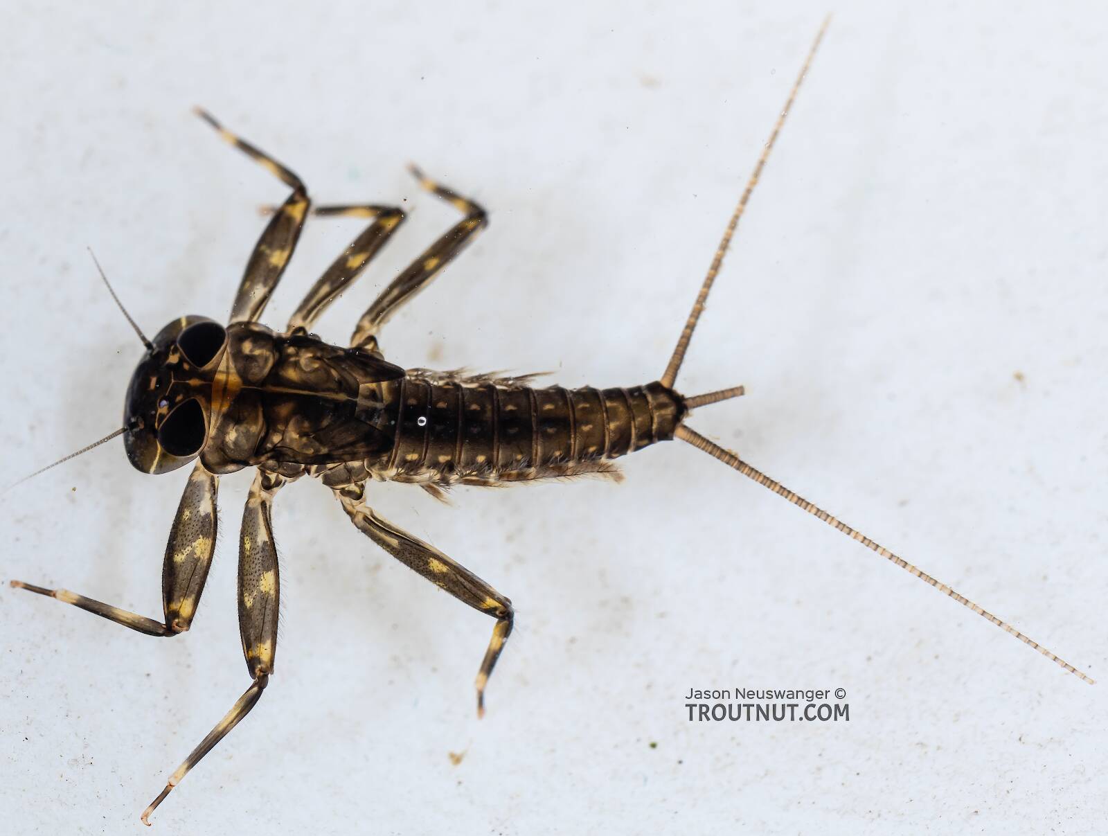 Heptagenia pulla (Golden Dun) Mayfly Nymph Pictures