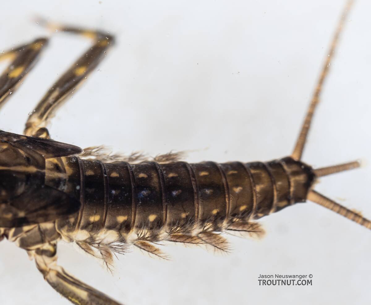 Heptagenia pulla (Golden Dun) Mayfly Nymph Pictures
