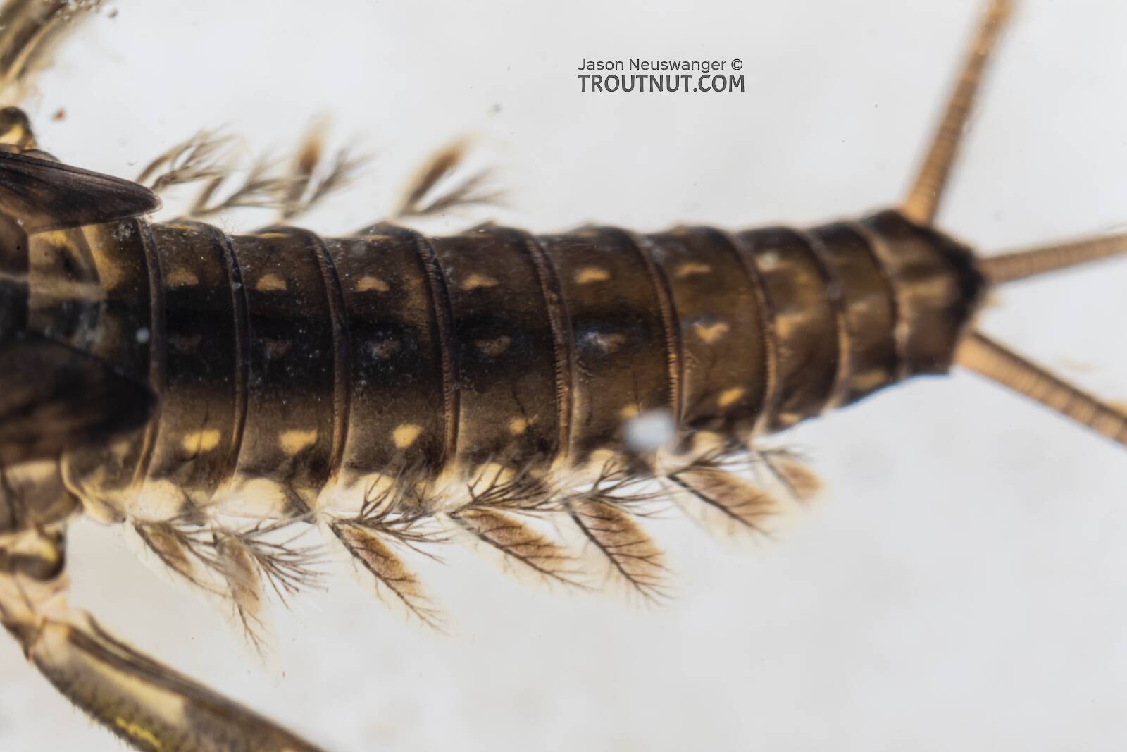 Heptagenia pulla (Golden Dun) Mayfly Nymph Pictures