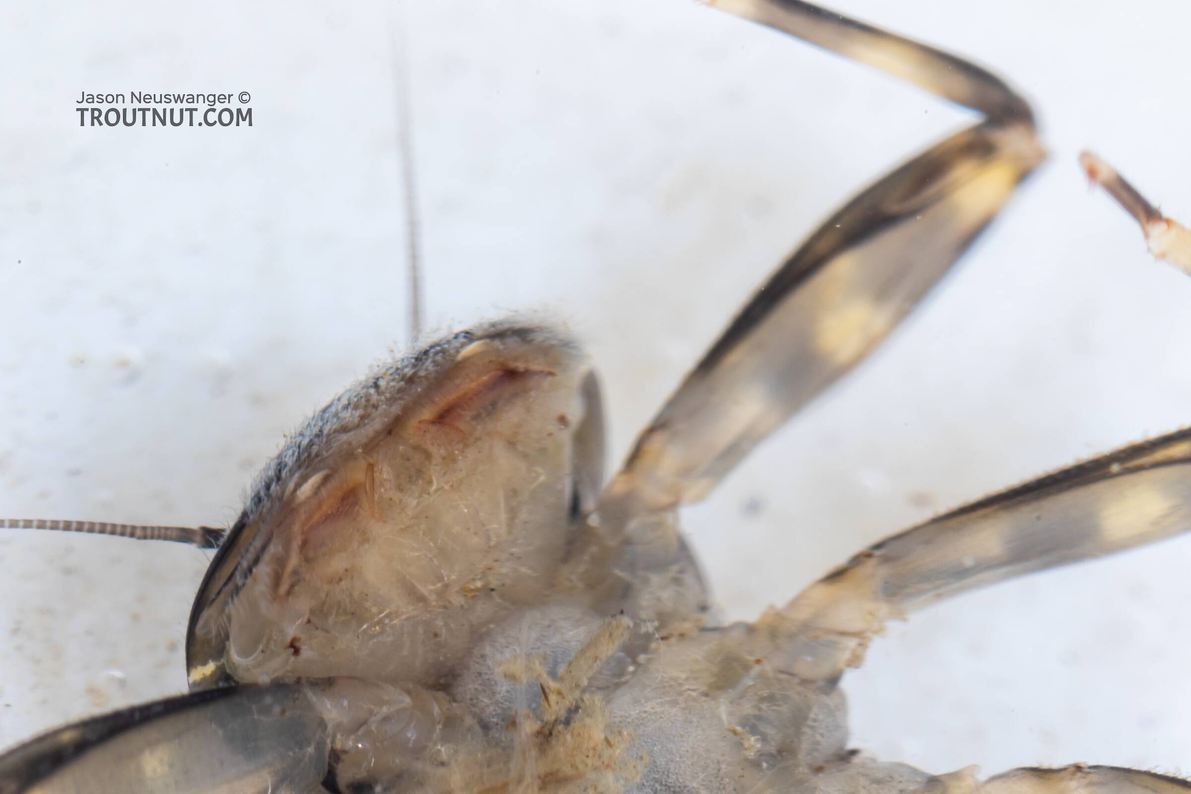 Heptagenia pulla (Golden Dun) Mayfly Nymph Pictures