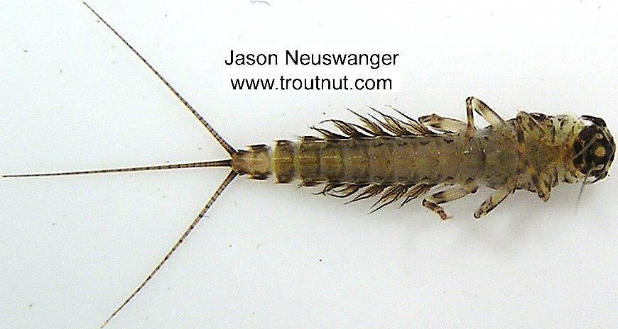 Leptophlebia (Black Quill) Mayfly Nymph Pictures