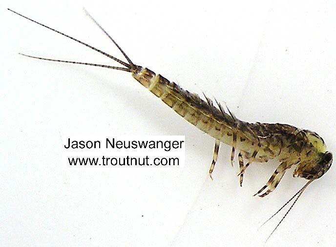 Leptophlebia (Black Quill) Mayfly Nymph Pictures