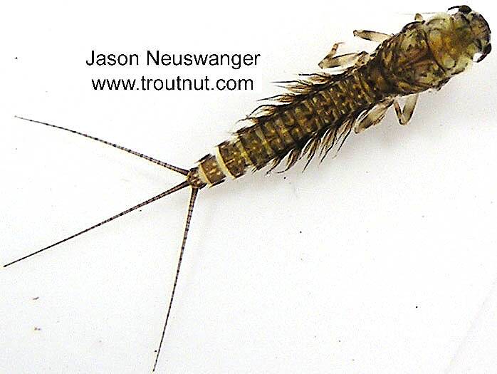 Leptophlebia (Black Quill) Mayfly Nymph Pictures