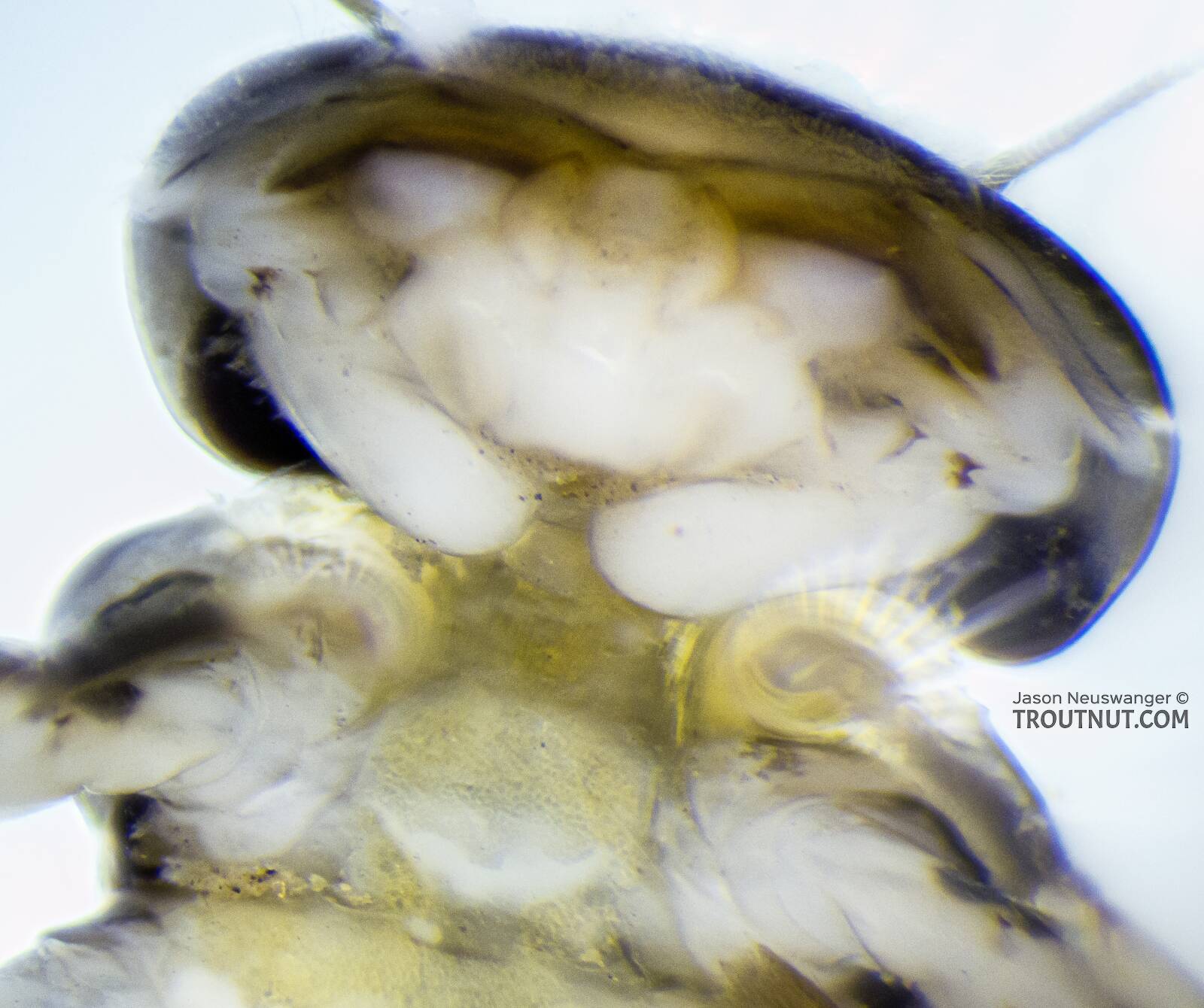 Heptagenia pulla (Golden Dun) Mayfly Nymph Pictures
