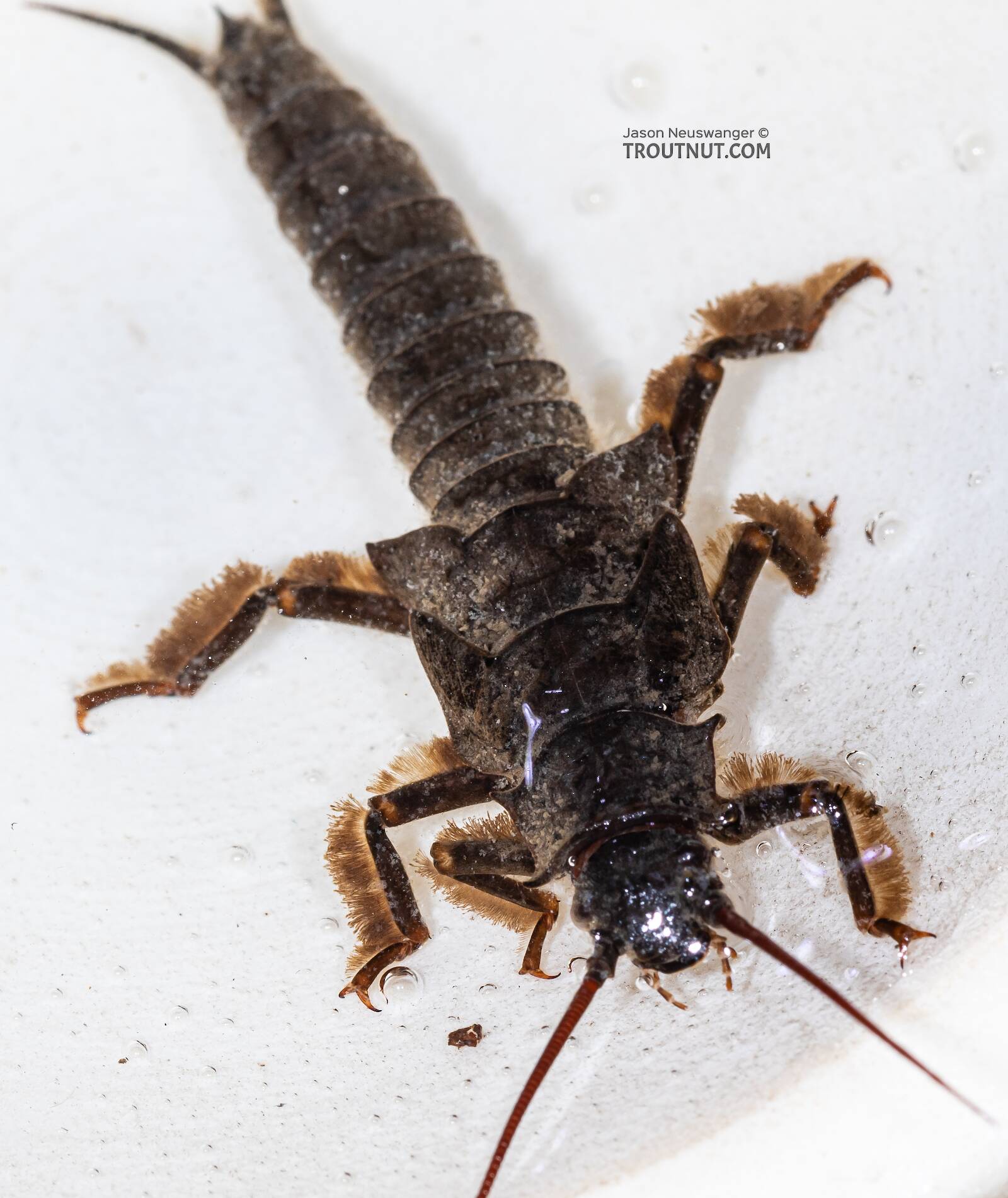 Pteronarcys californica (Giant Salmonfly) Stonefly Nymph Pictures