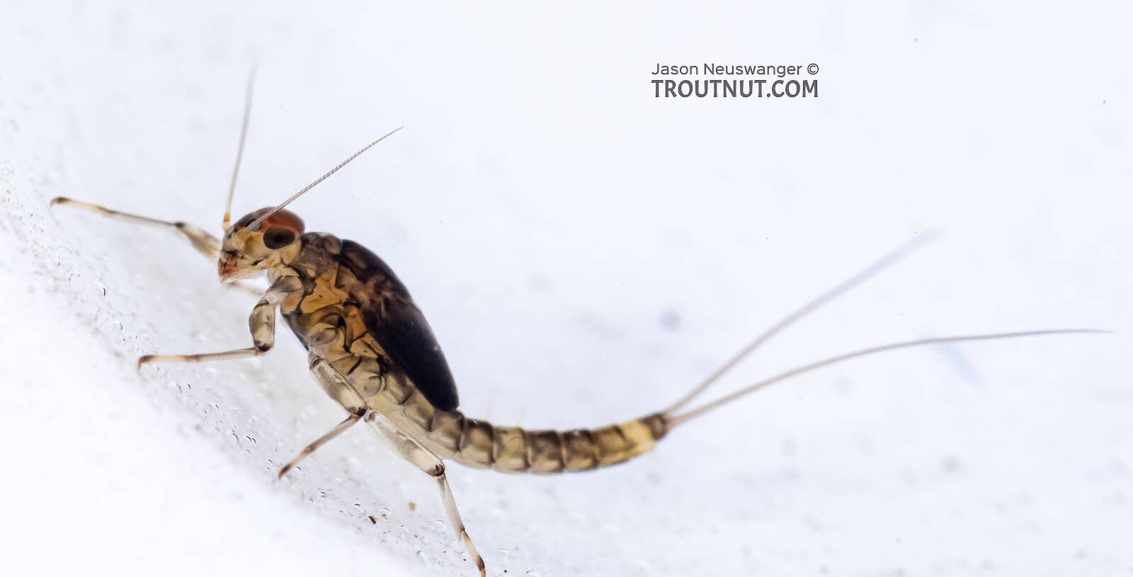 Male Baetis bicaudatus (BWO) Mayfly Nymph Pictures