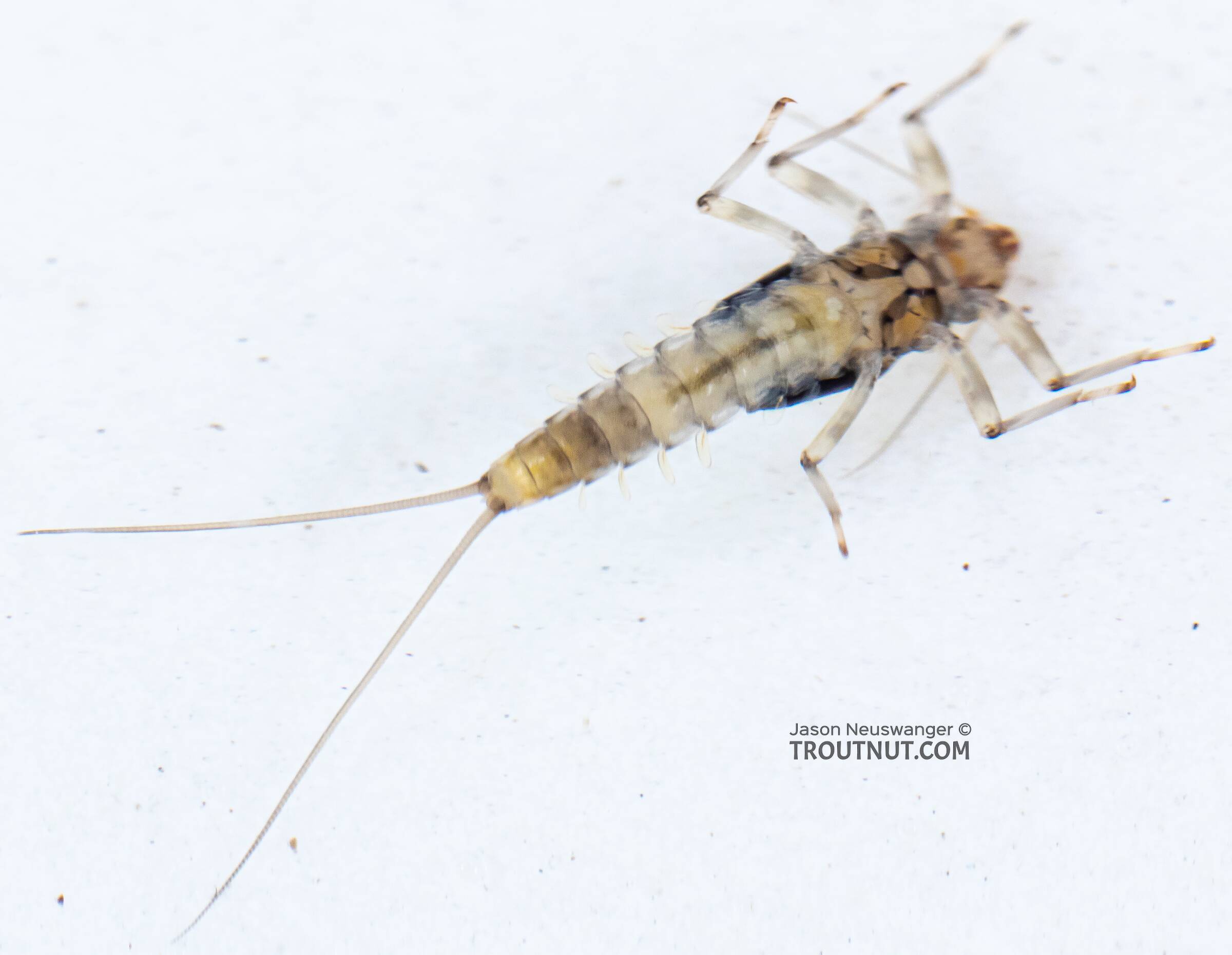 Male Baetis bicaudatus (BWO) Mayfly Nymph Pictures