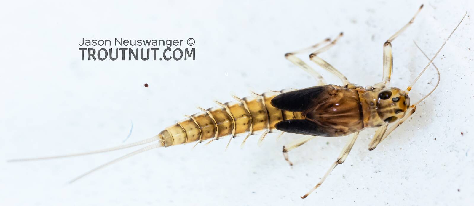 Female Baetis bicaudatus (BWO) Mayfly Nymph Pictures