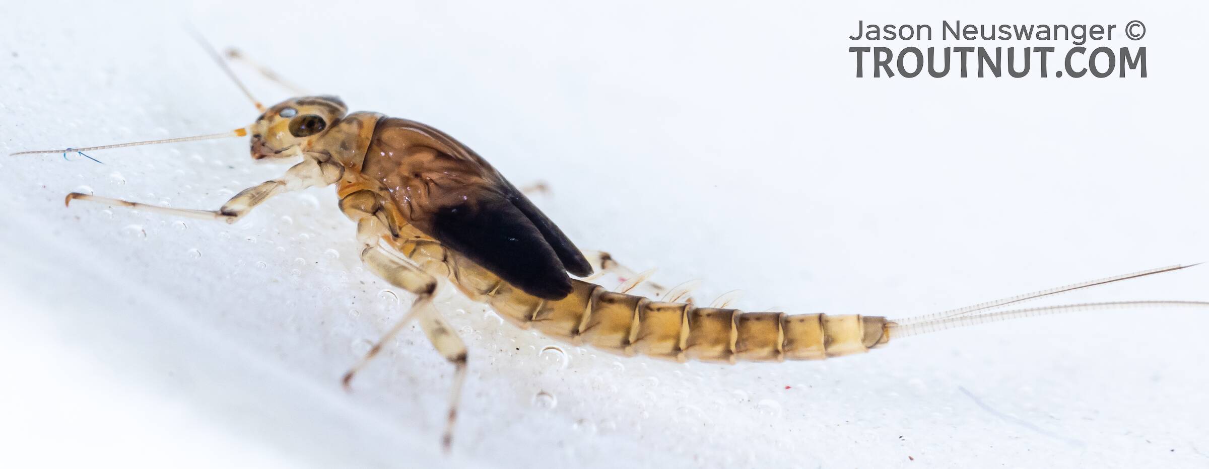 Female Baetis bicaudatus (BWO) Mayfly Nymph Pictures
