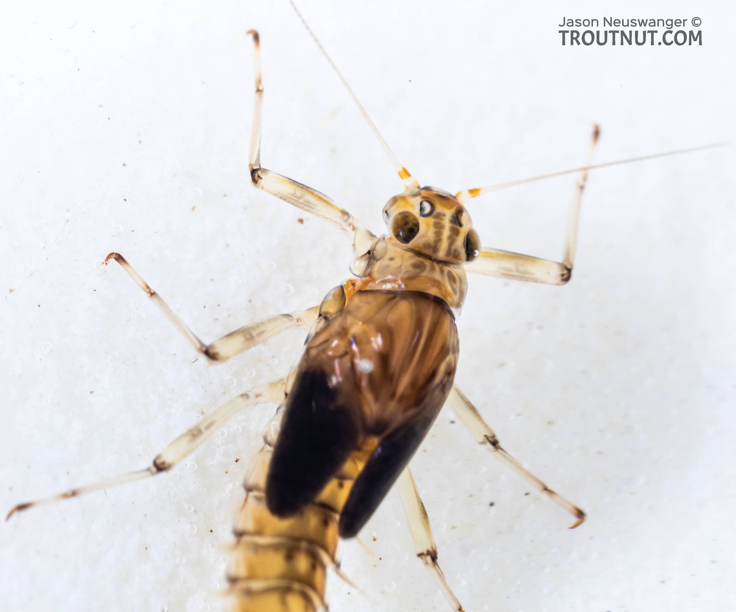 Female Baetis bicaudatus (BWO) Mayfly Nymph Pictures