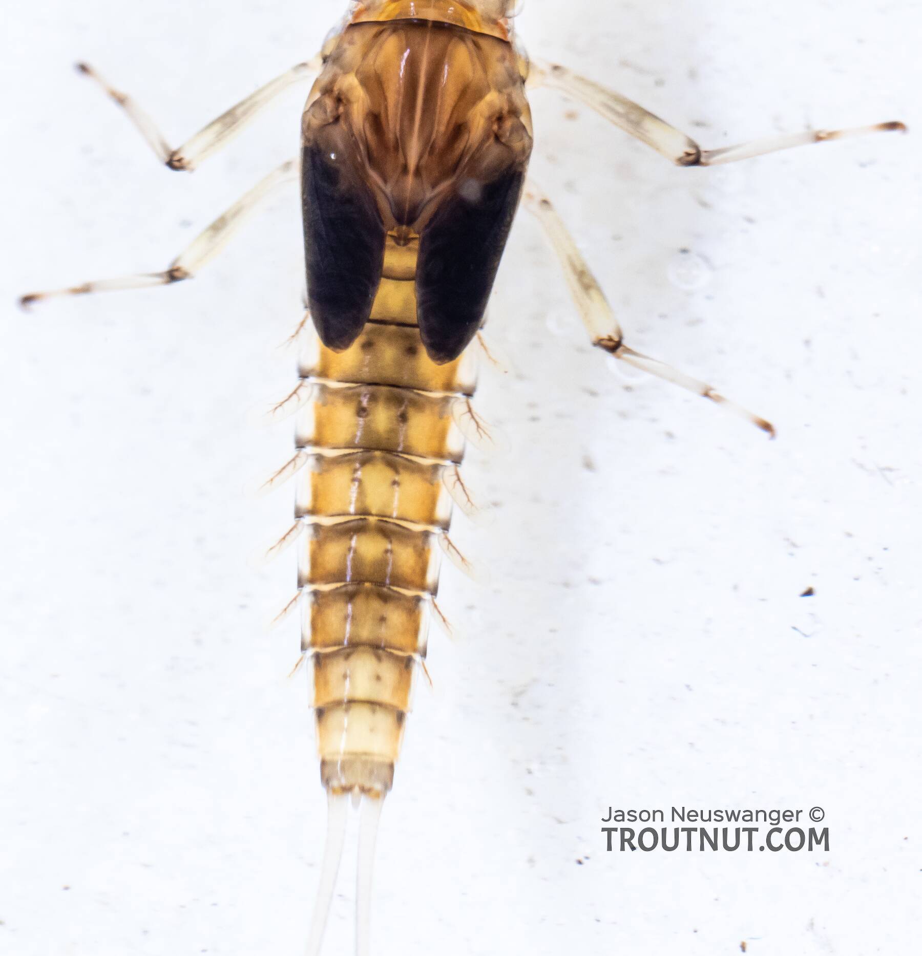 Female Baetis bicaudatus (BWO) Mayfly Nymph Pictures