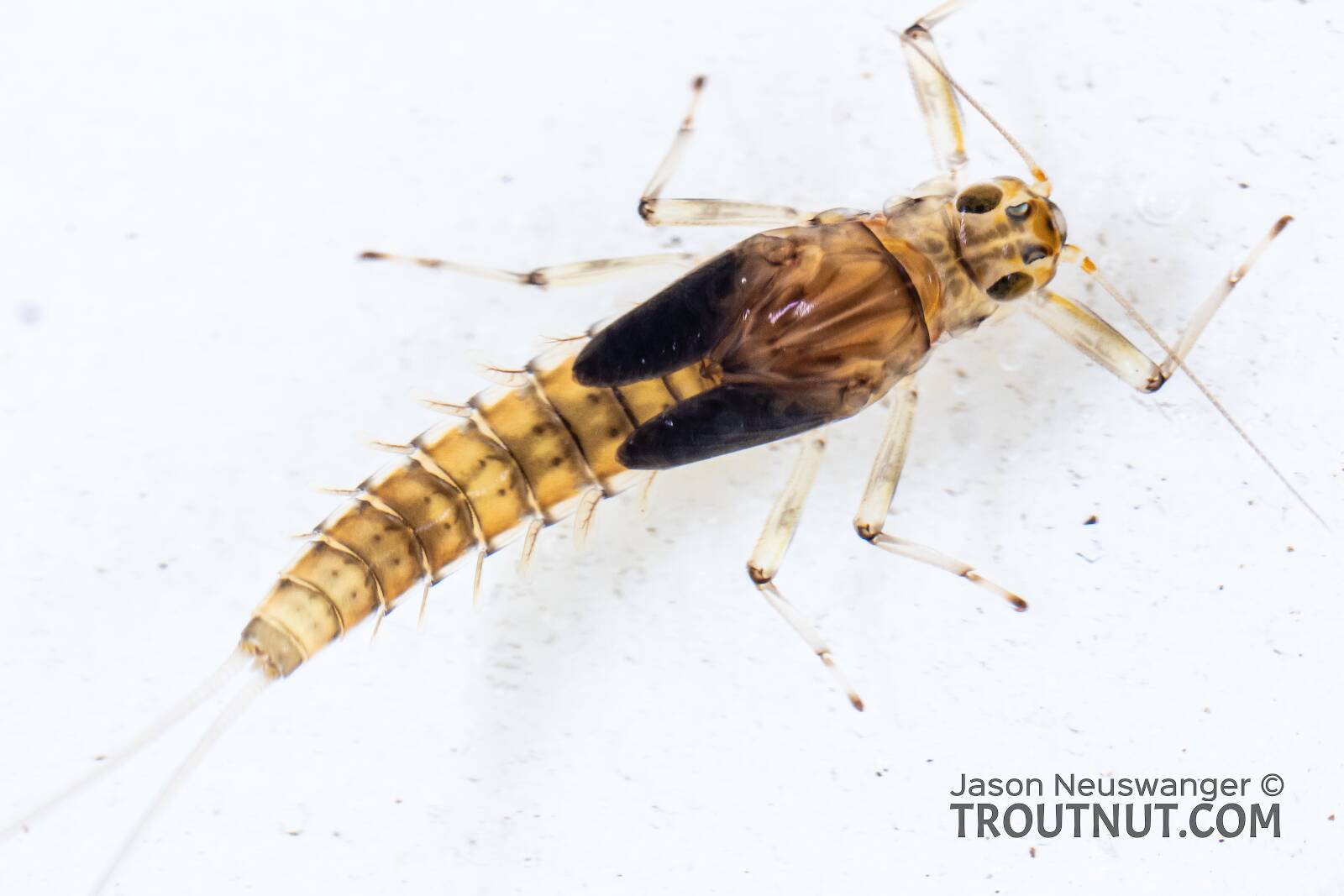 Female Baetis bicaudatus (BWO) Mayfly Nymph Pictures