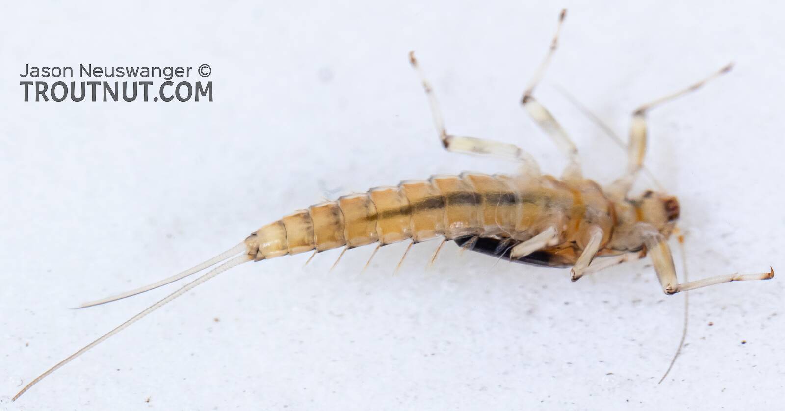 Female Baetis bicaudatus (BWO) Mayfly Nymph Pictures