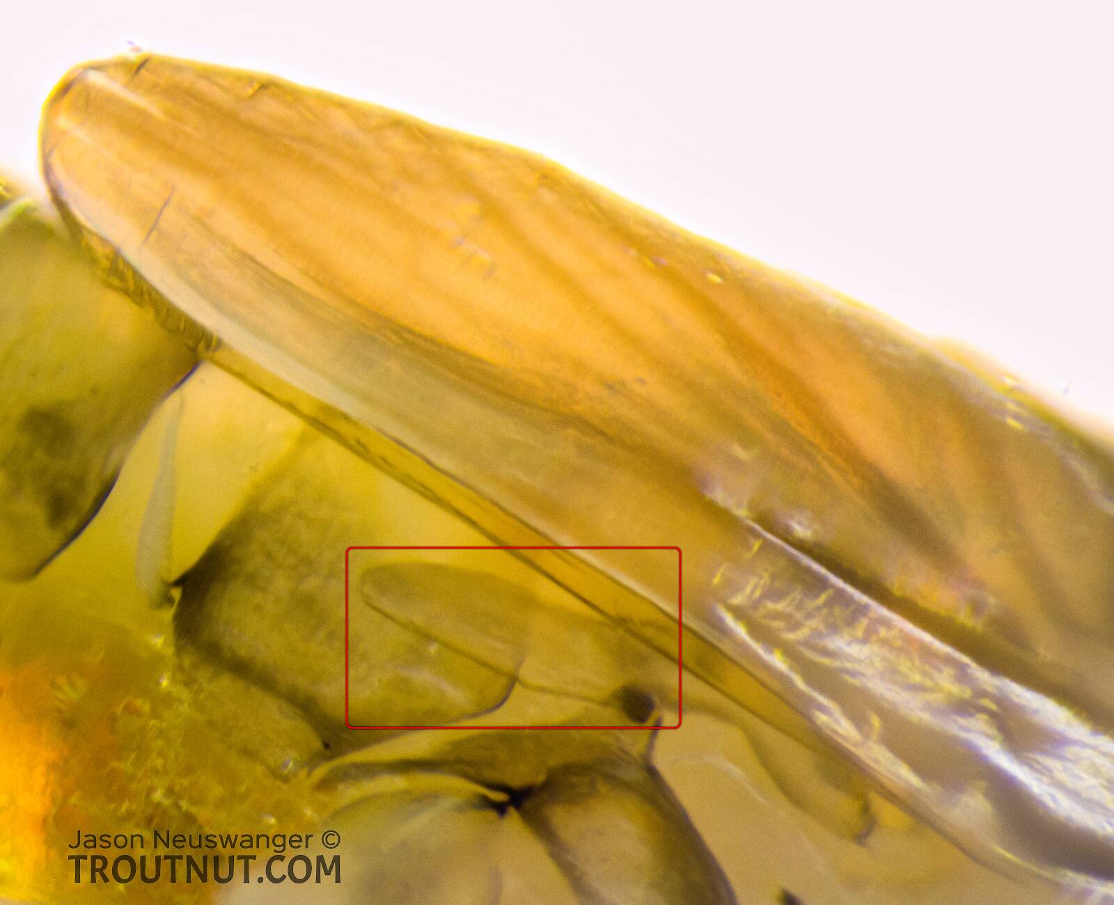 Female Baetis bicaudatus (BWO) Mayfly Nymph Pictures