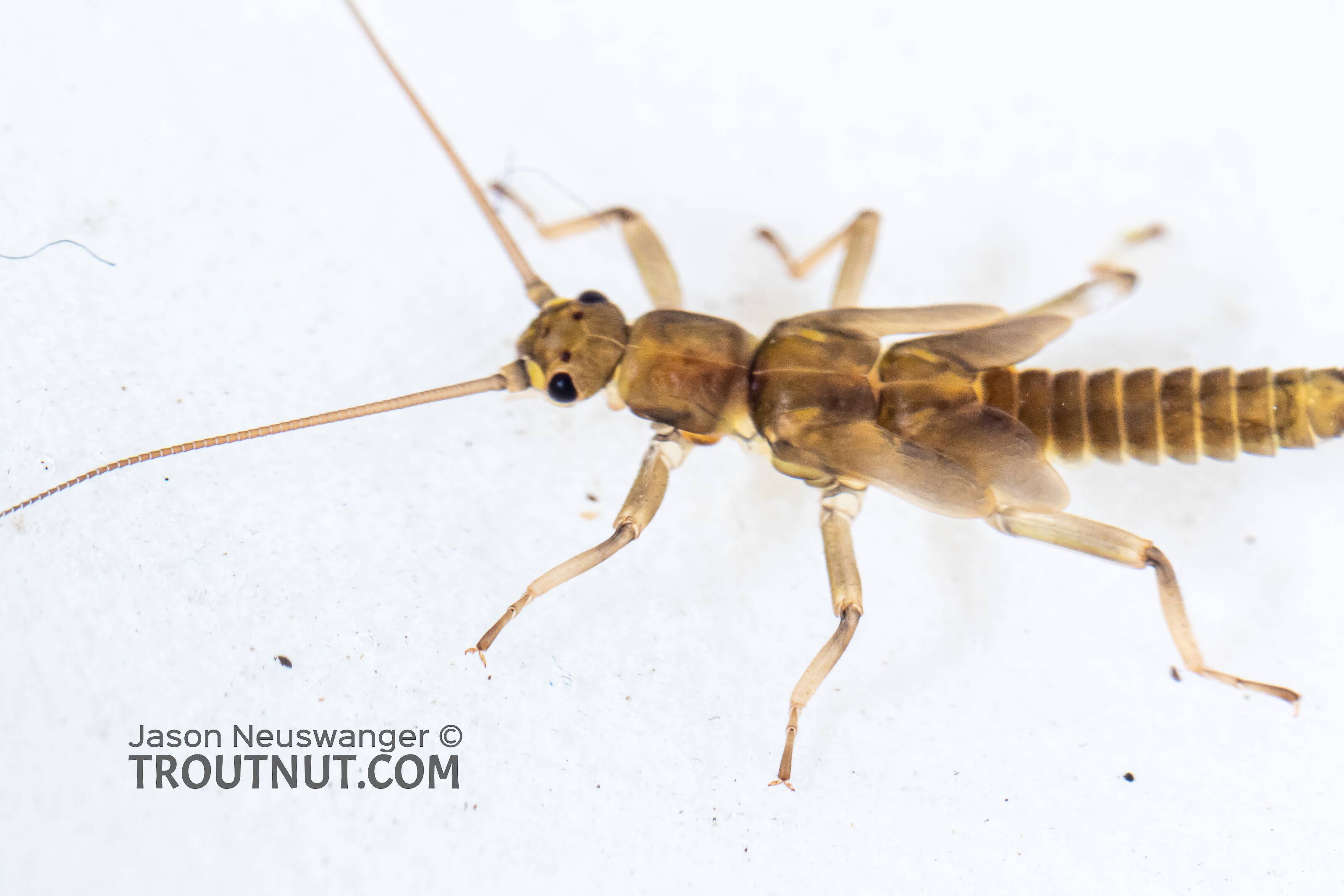 Taenionema (Willowfly) Stonefly Nymph Pictures
