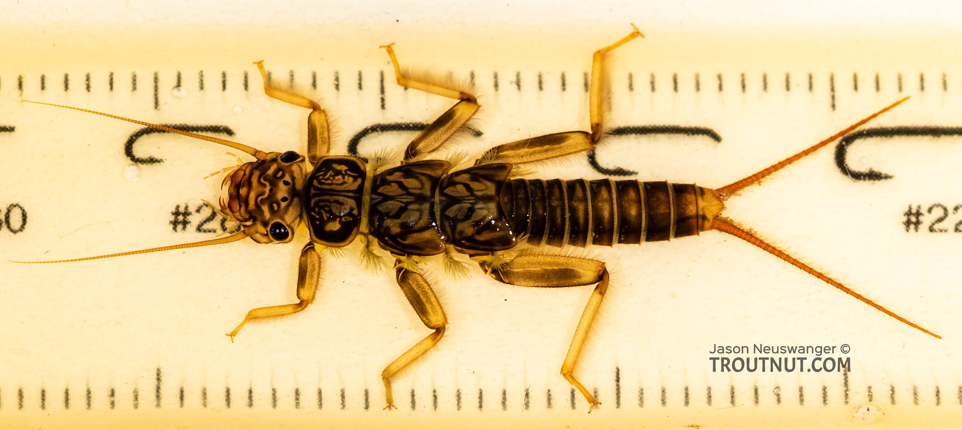 Calineuria californica (Golden Stone) Stonefly Nymph Pictures