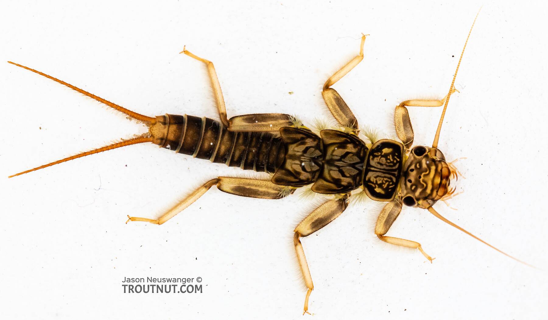 Calineuria californica (Golden Stone) Stonefly Nymph Pictures