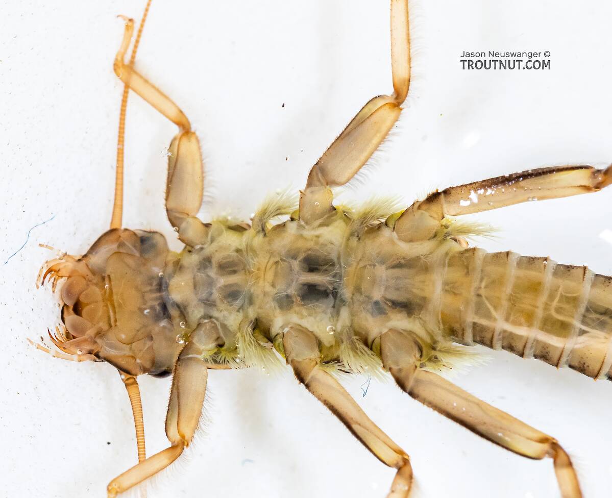 Calineuria californica (Golden Stone) Stonefly Nymph Pictures