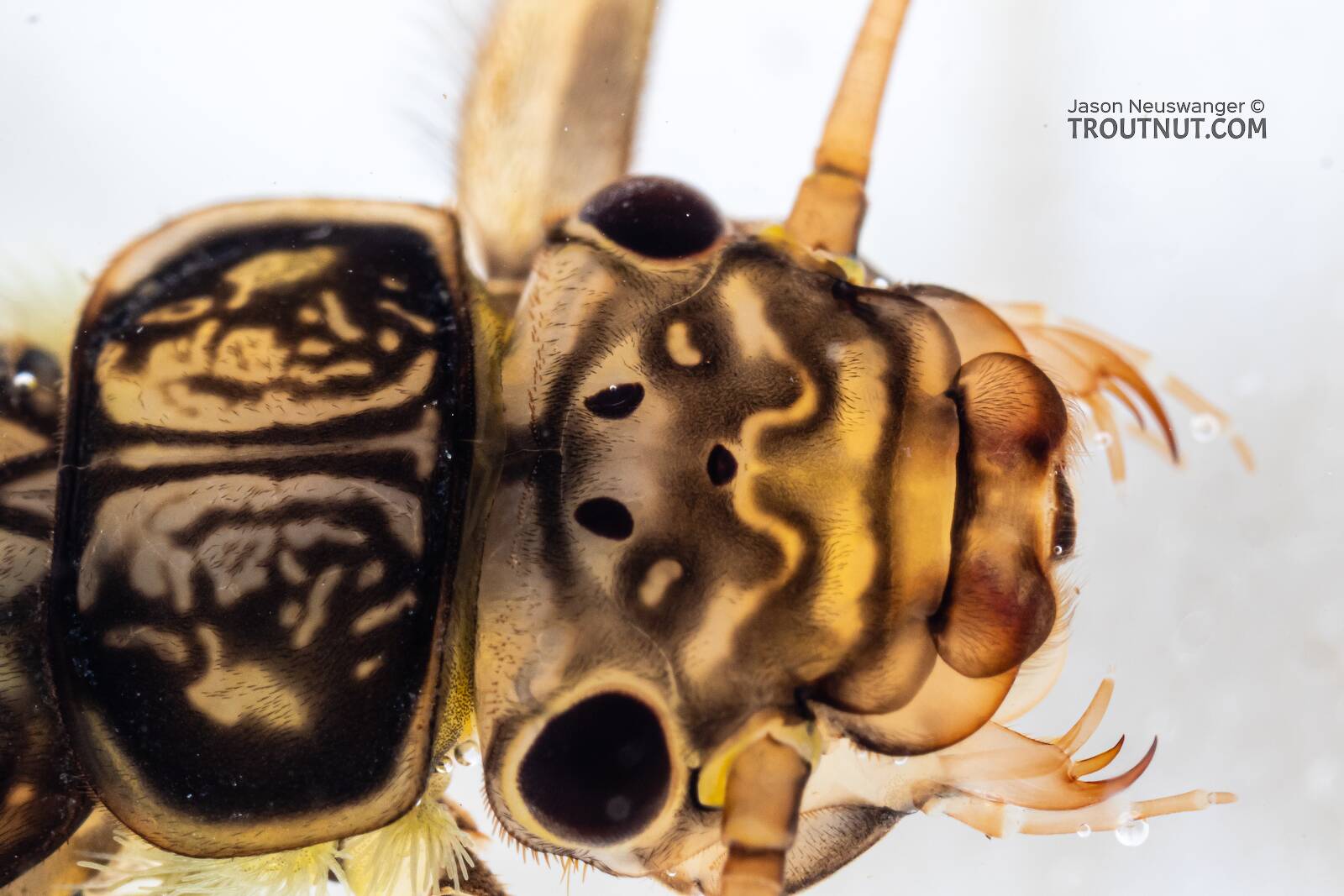 Calineuria californica (Golden Stone) Stonefly Nymph Pictures