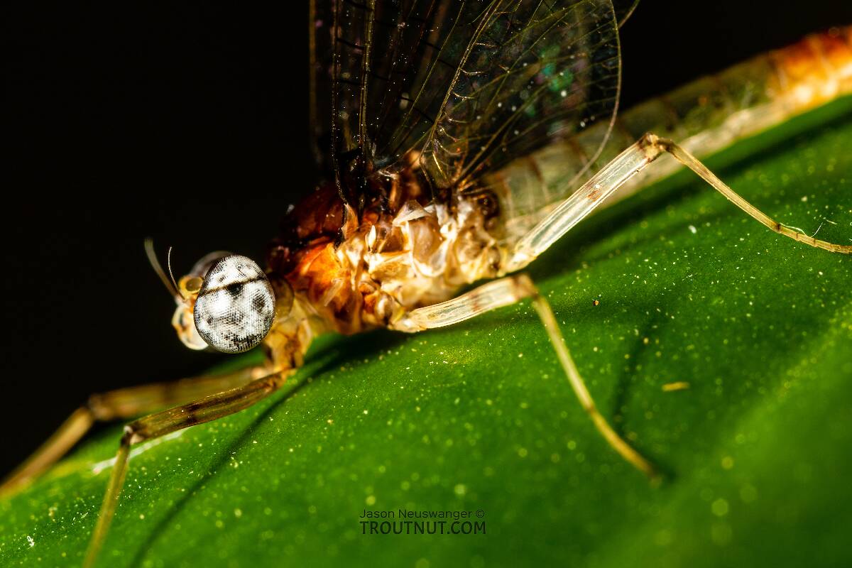 Male Stenonema modestum (Cream Cahill) Mayfly Spinner Pictures