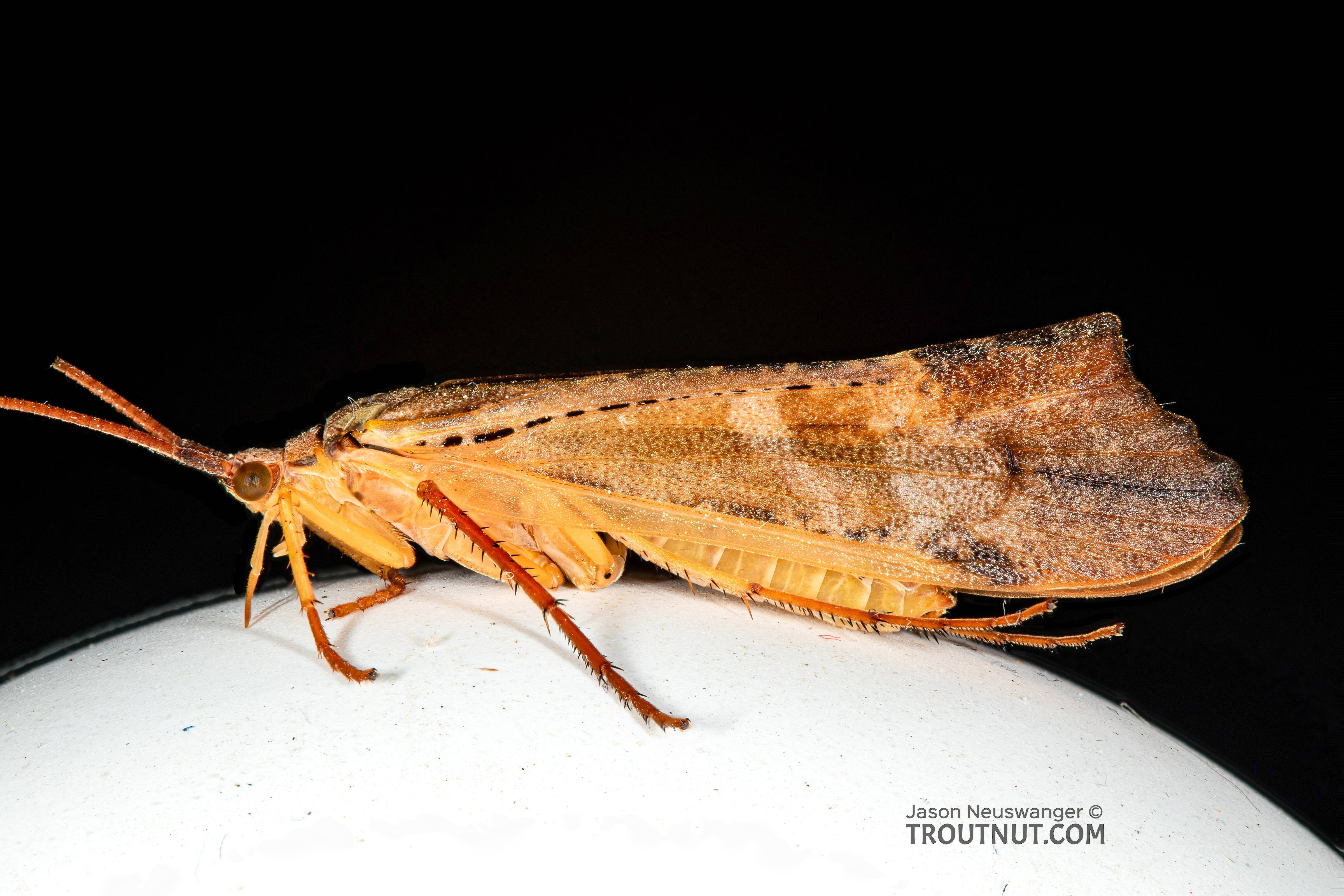 Caddisfly Encyclopedia: 1200+ photos, life cycles, & fly fishing hatch