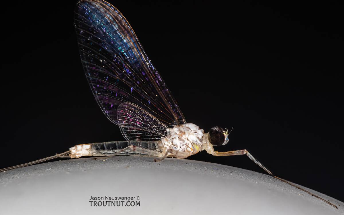 Male Stenonema terminatum Mayfly Spinner Pictures