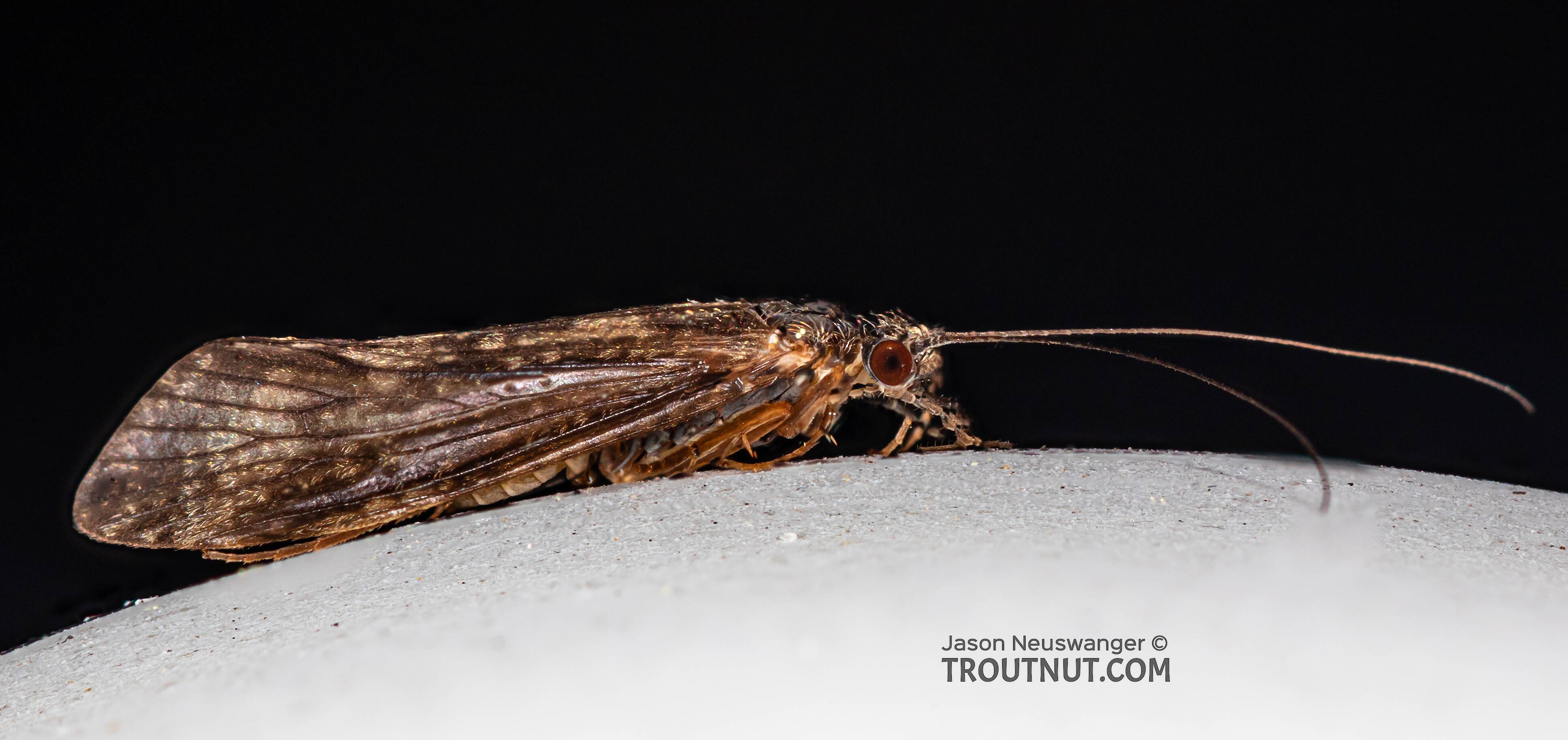 Caddisfly Family Hydropsychidae