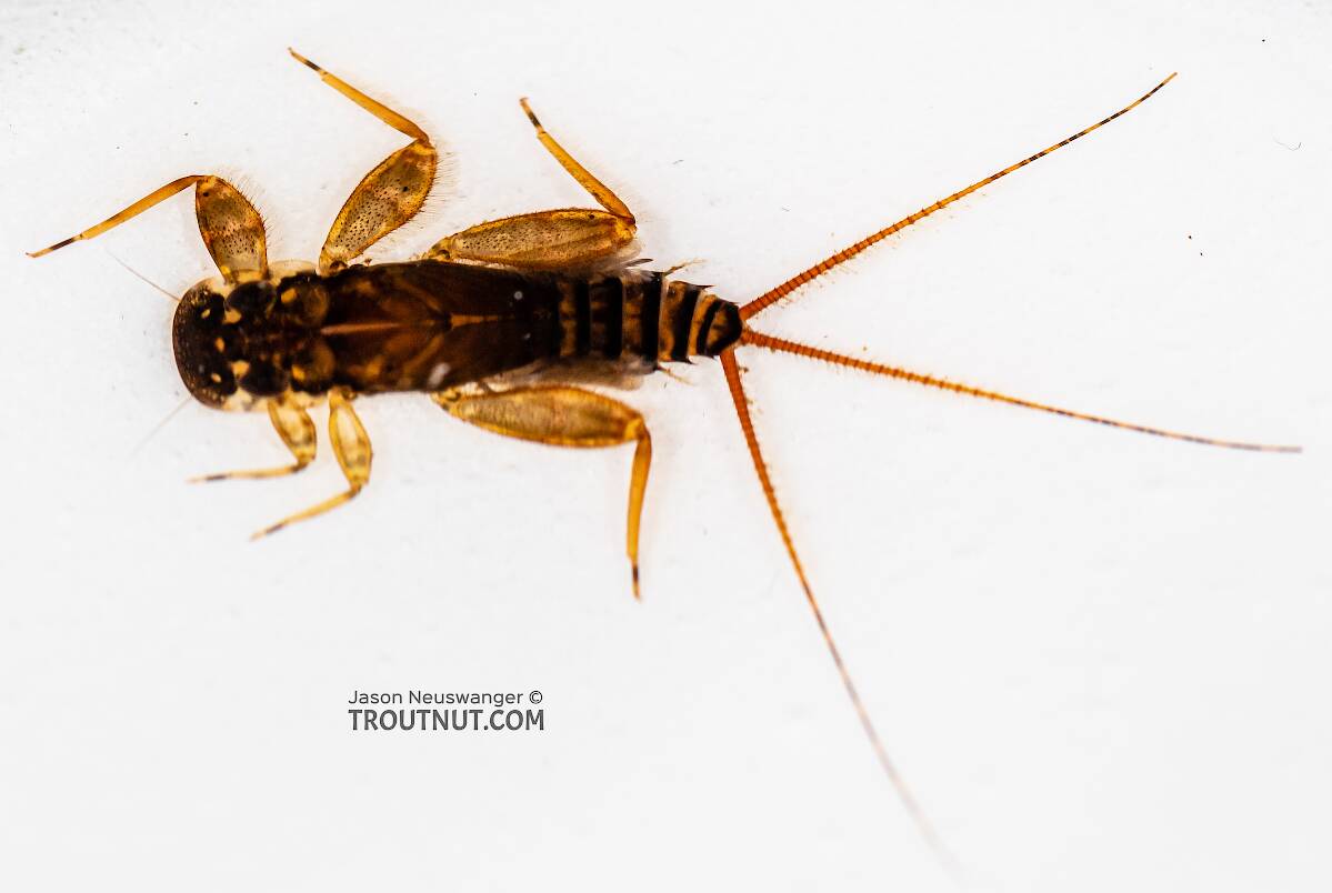 Stenonema (March Browns and Cahills) Mayfly Nymph Pictures