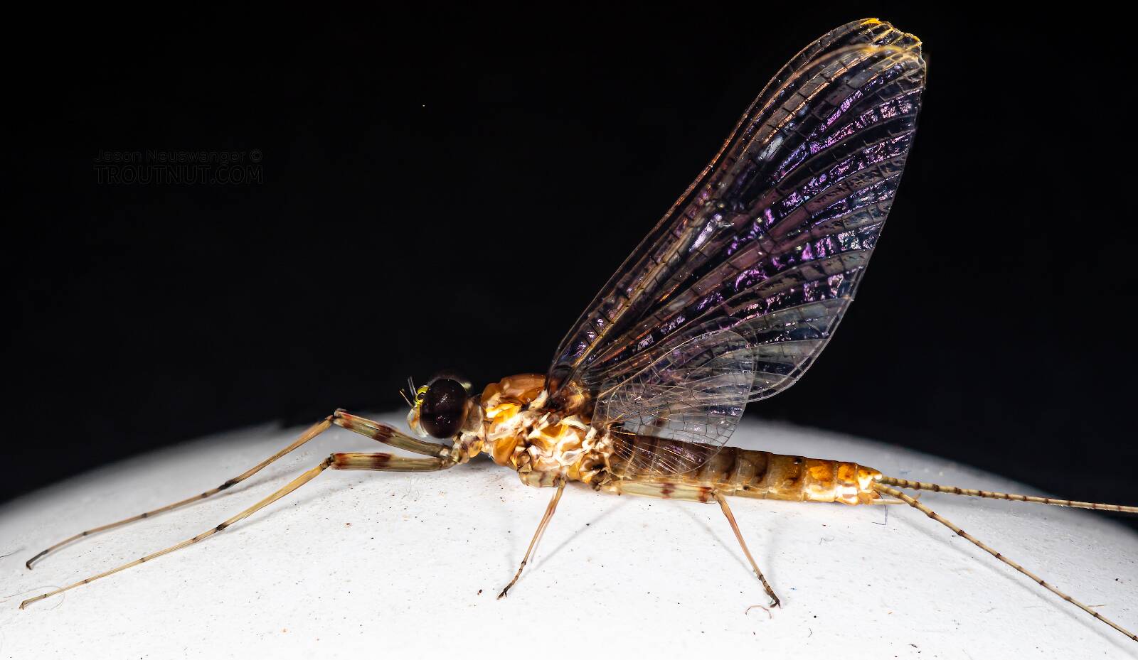 Male Stenonema vicarium (March Brown) Mayfly Spinner Pictures