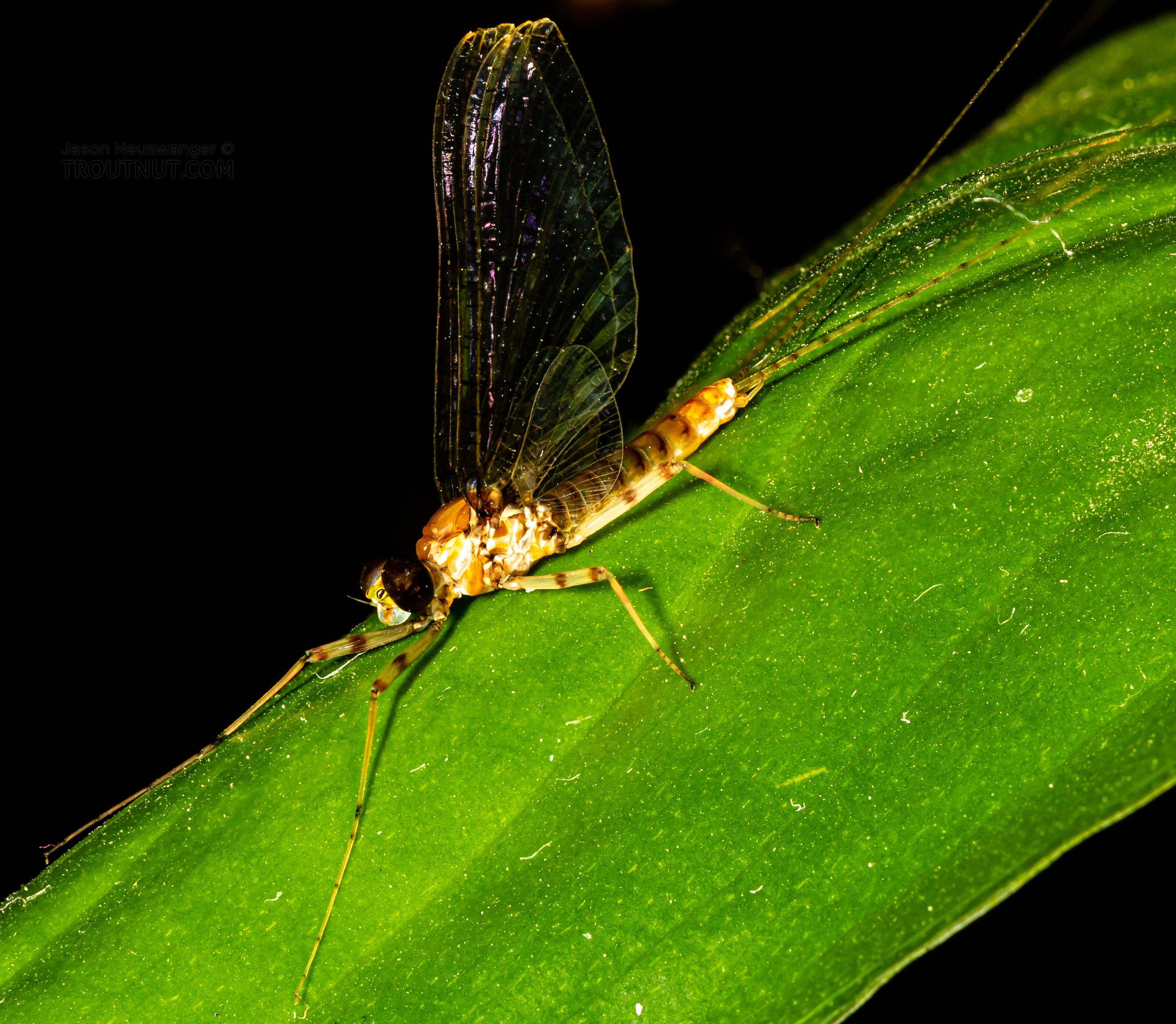 Mayfly Species Stenonema vicarium (March Browns)