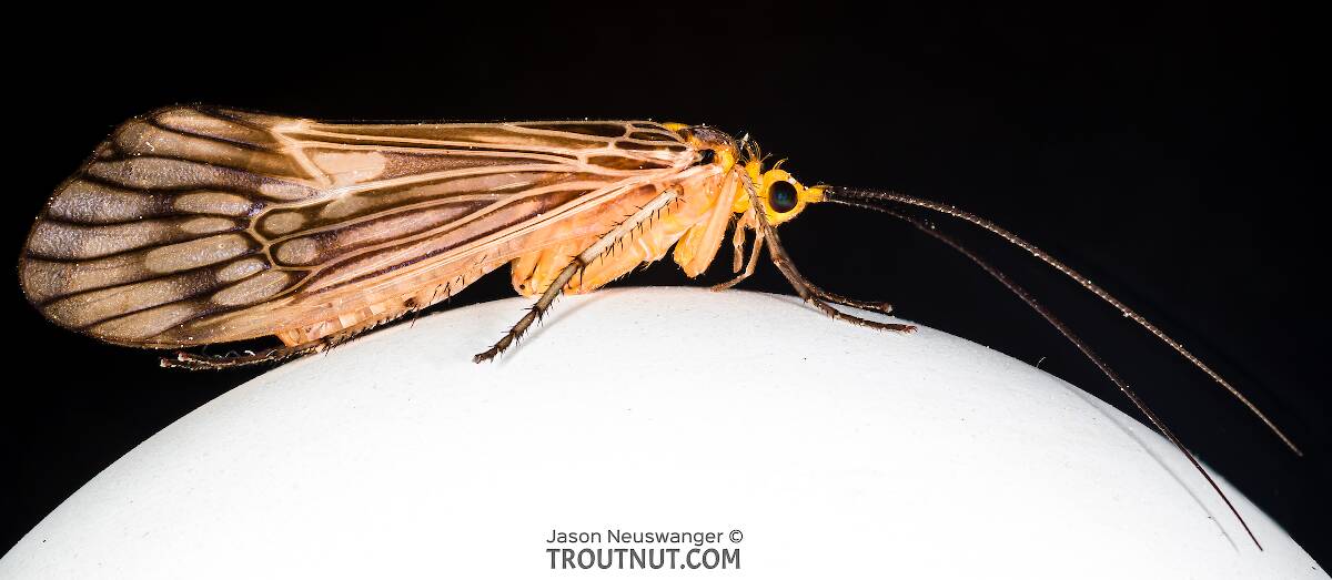 Caddisfly Species Hydatophylax argus (Great Stencil-Winged Sedges)