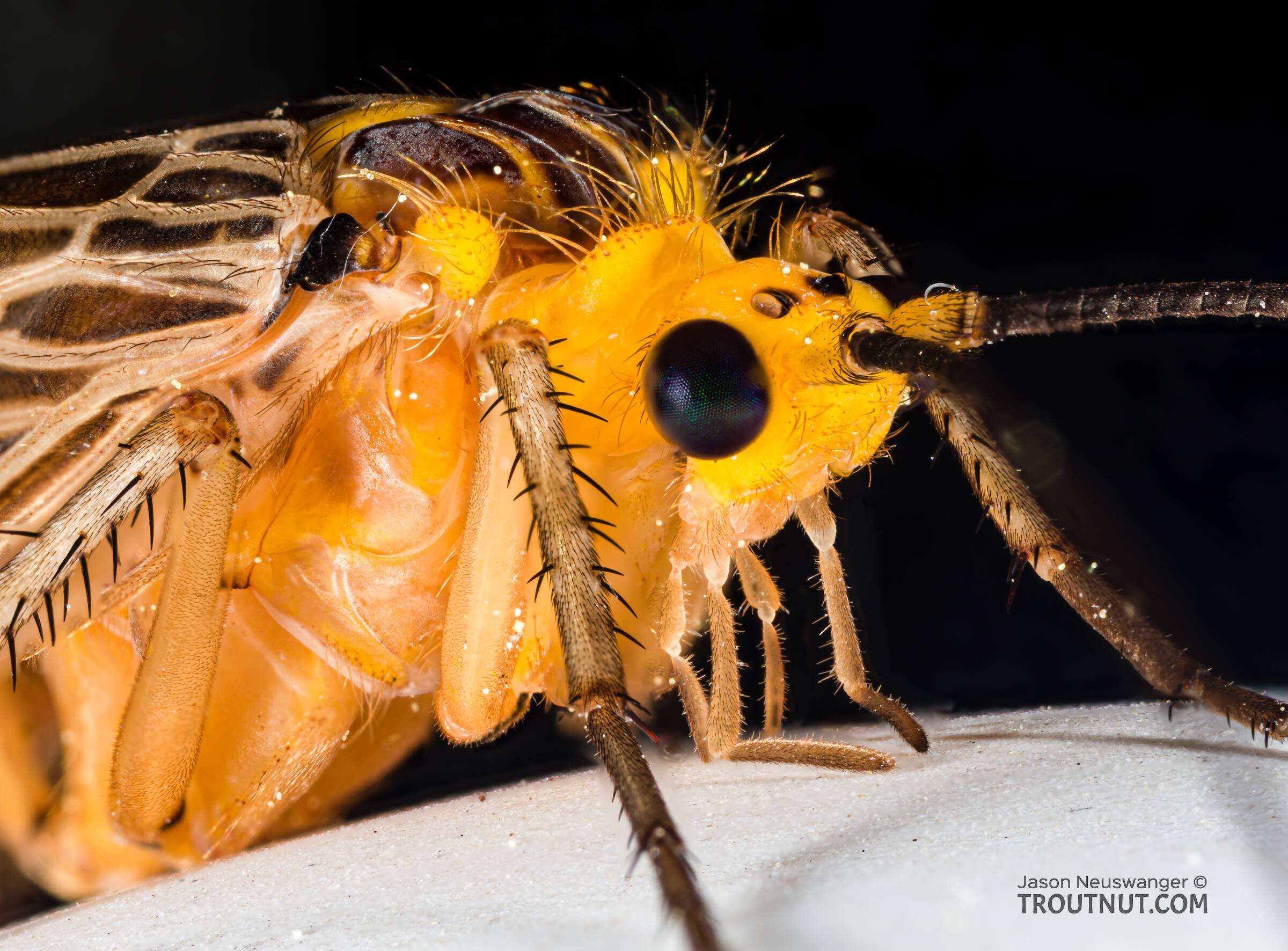 Female Hydatophylax argus (Great Stencil-Winged Sedge) Caddisfly Adult ...