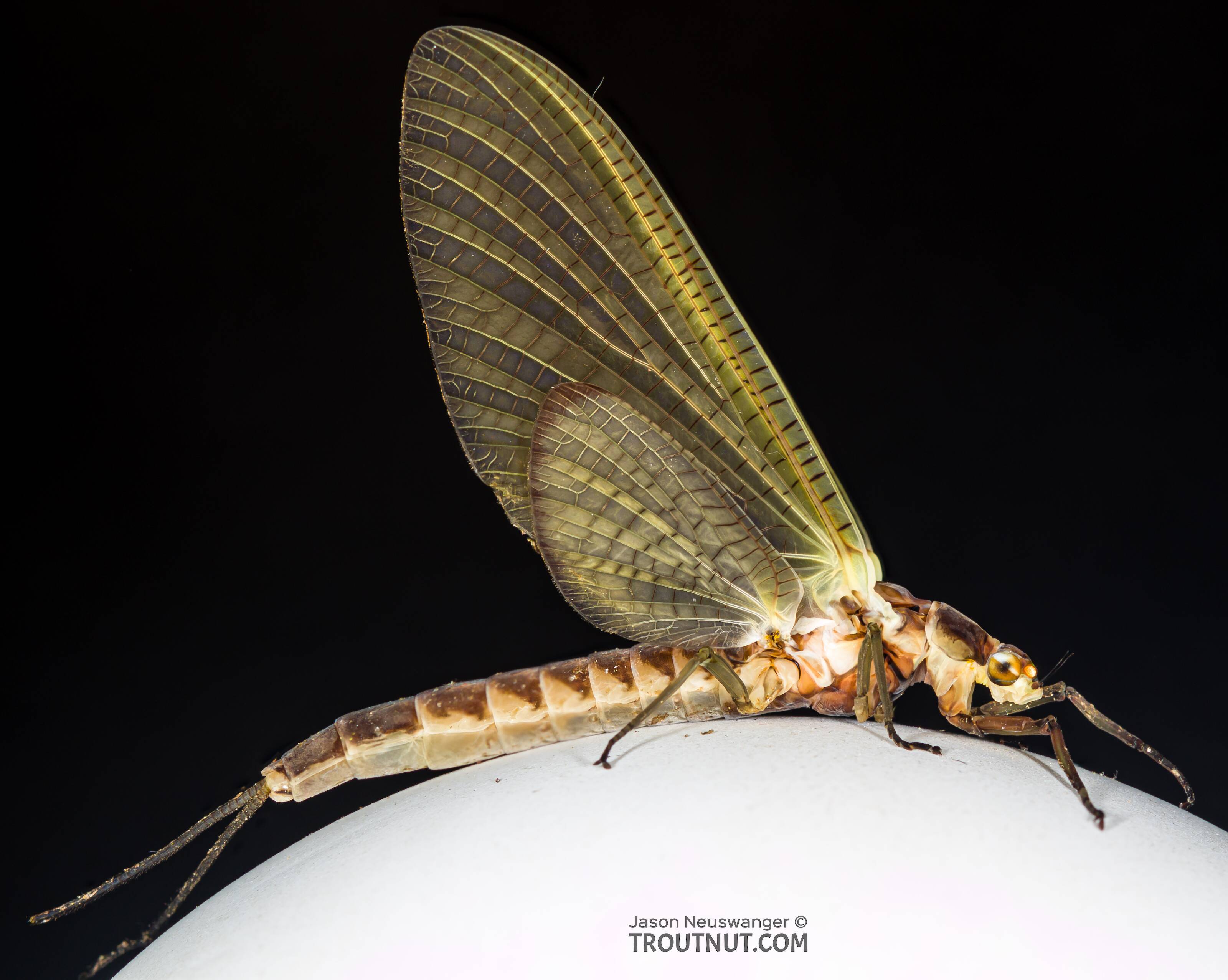 Mayfly Genus Hexagenia